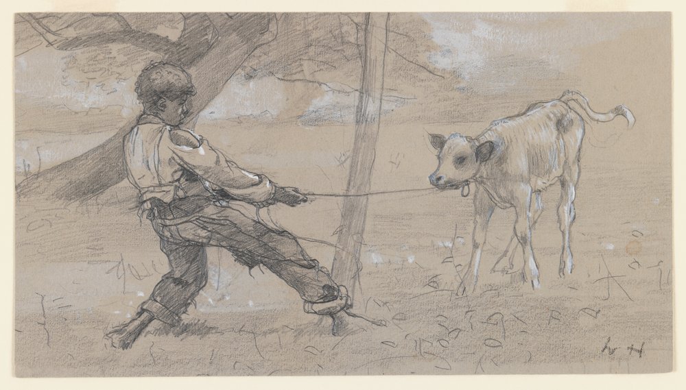 The Unruly Calf by Winslow Homer: Buy fine art print