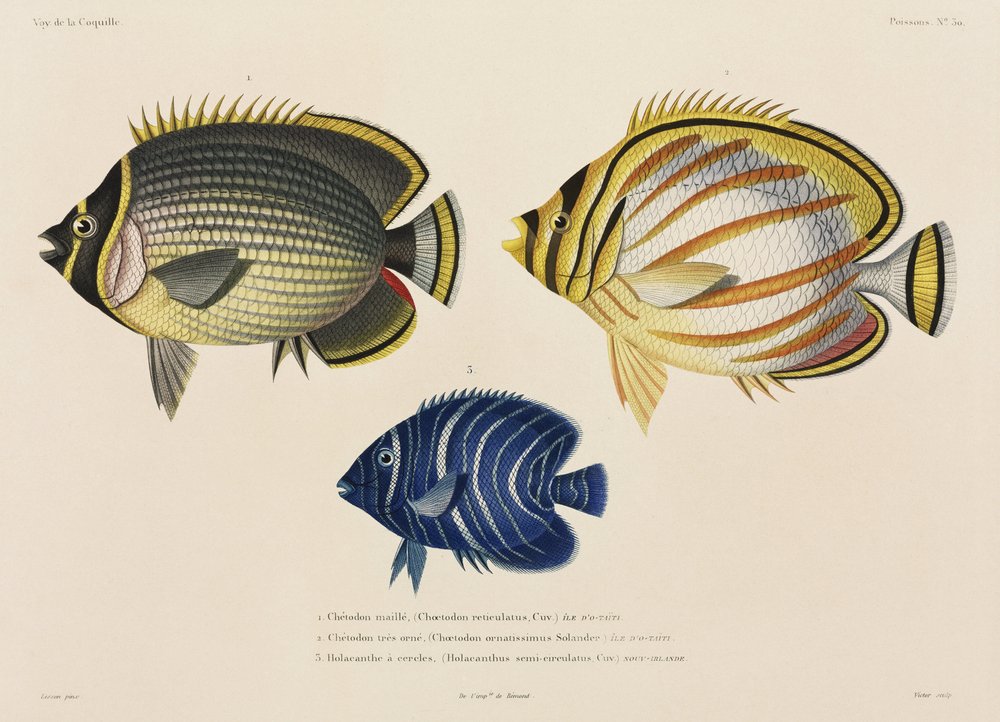 Mailed and Ornate Butterflyfish, and Angelfish, South Pacific