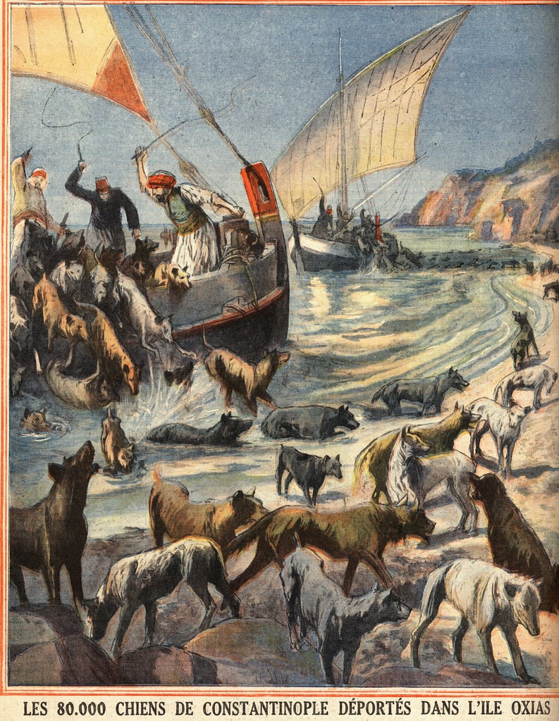 The 80,000 stray dogs from Constantinople (Istanbul, Turkey) depart to ...