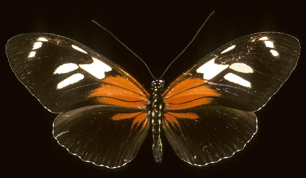 Heliconius burneyi catherina/Heliconie by Augustus Kollner
