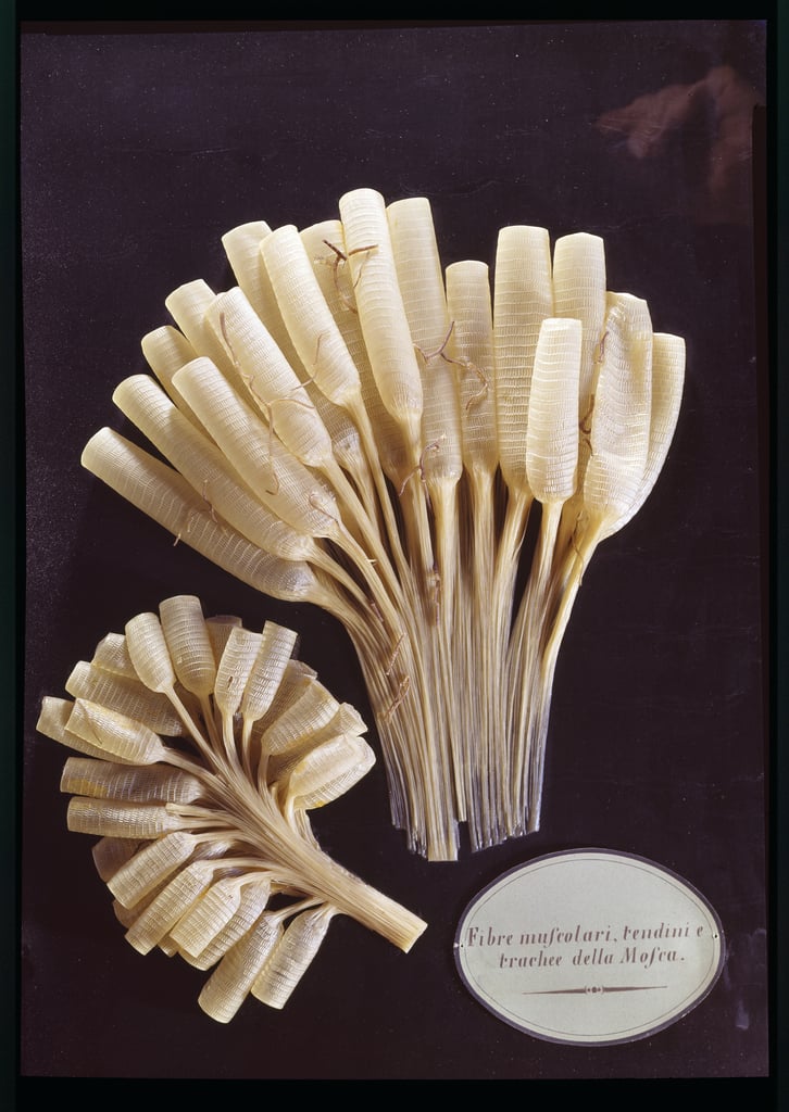 Model of the muscle fibres, tendons and trachea of a fly (wax)