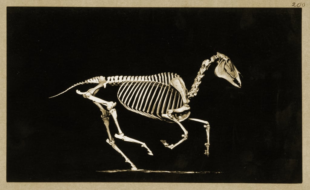 Skeleton of a running horse by Eadweard Muybridge