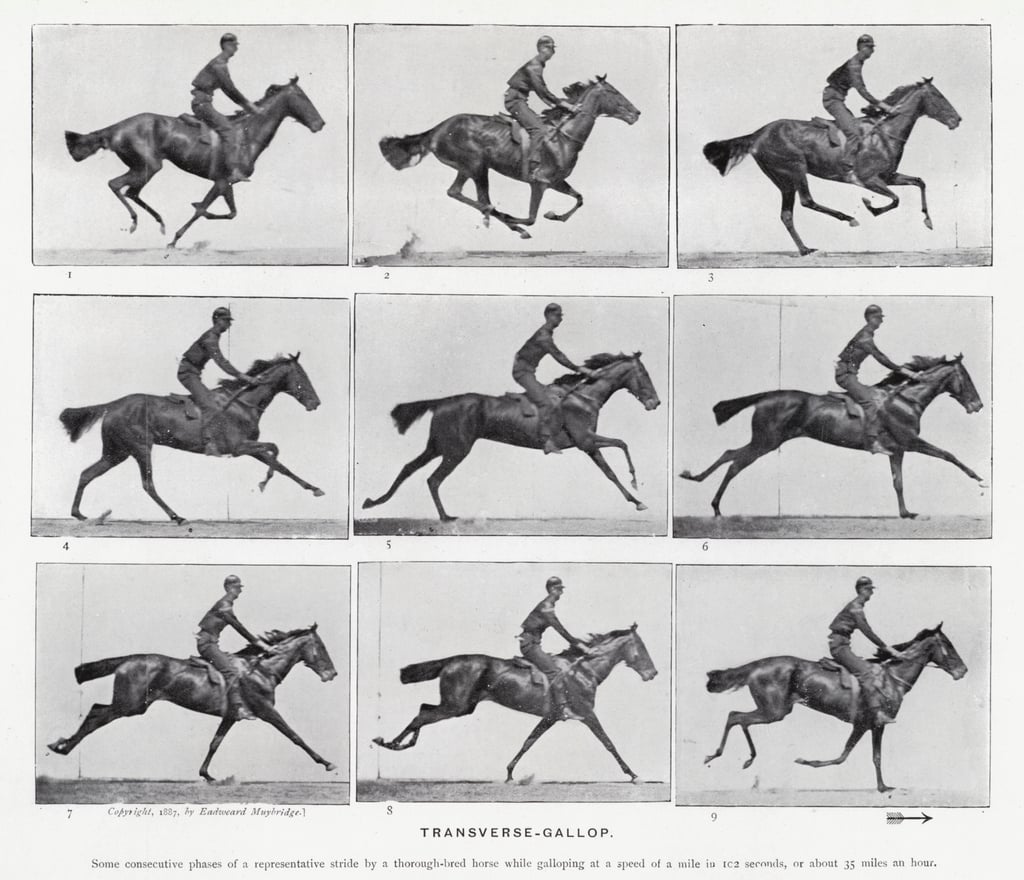 Eadweard Muybridge: Transverse-Gallop (b/w photo)