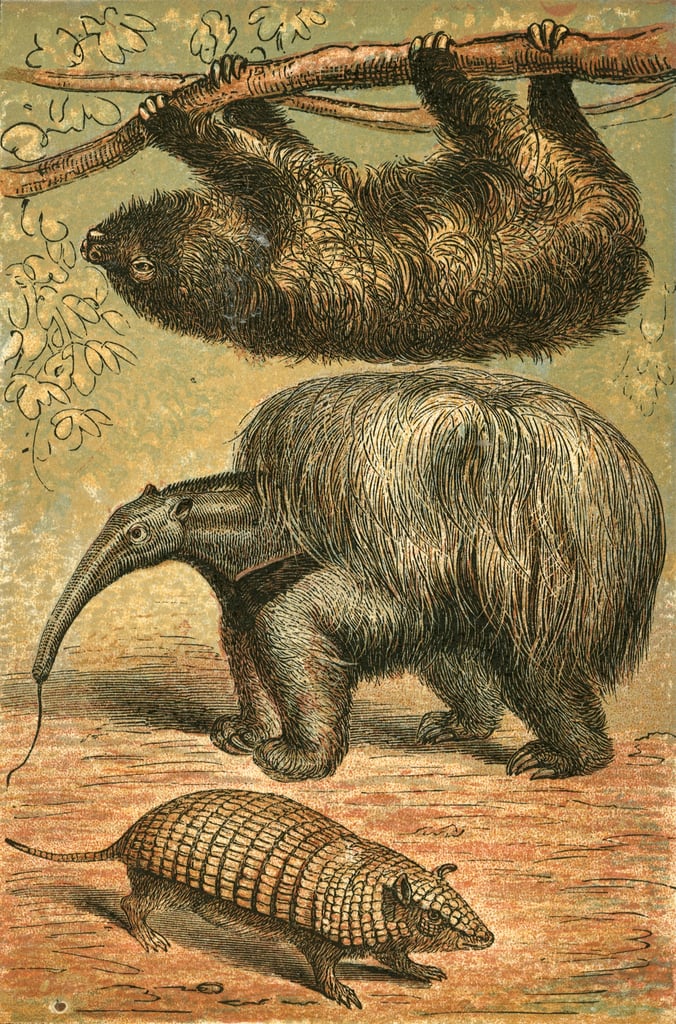 Three Toes Sloth, Great Anteater and Armadillo