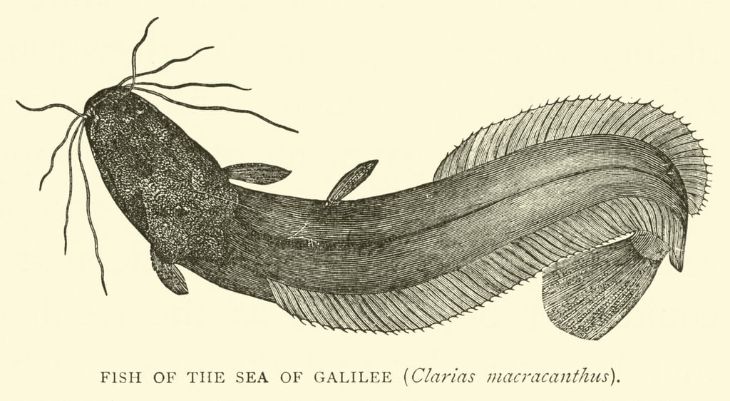 Fish of the Sea of Galilee, Clarias macracanthus