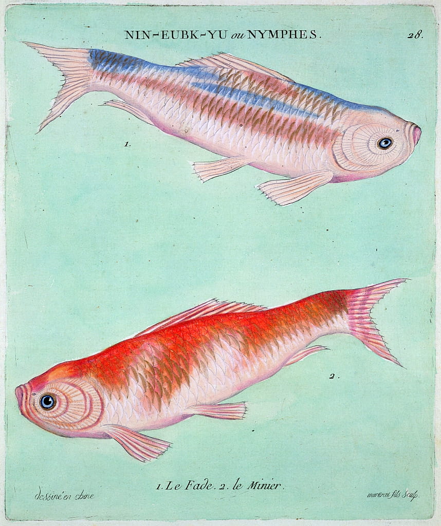 Chinese goldfish, 18th century by Francois Nicolas Martinet