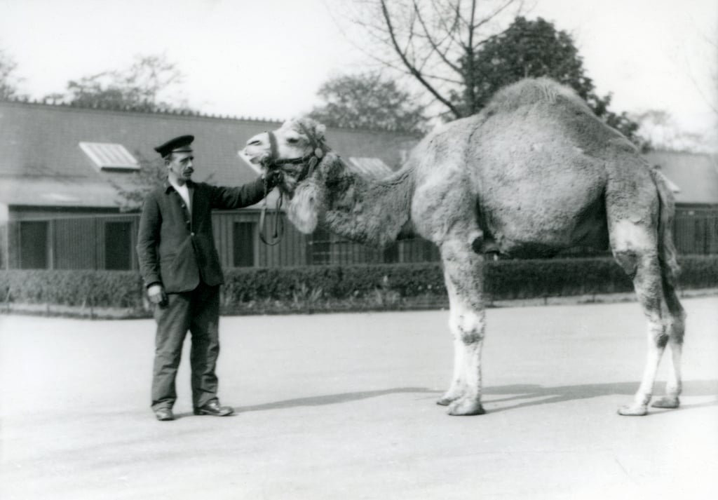 A Dromedary or Arabian Camel with keeper W. Styles at London Zoo in ...