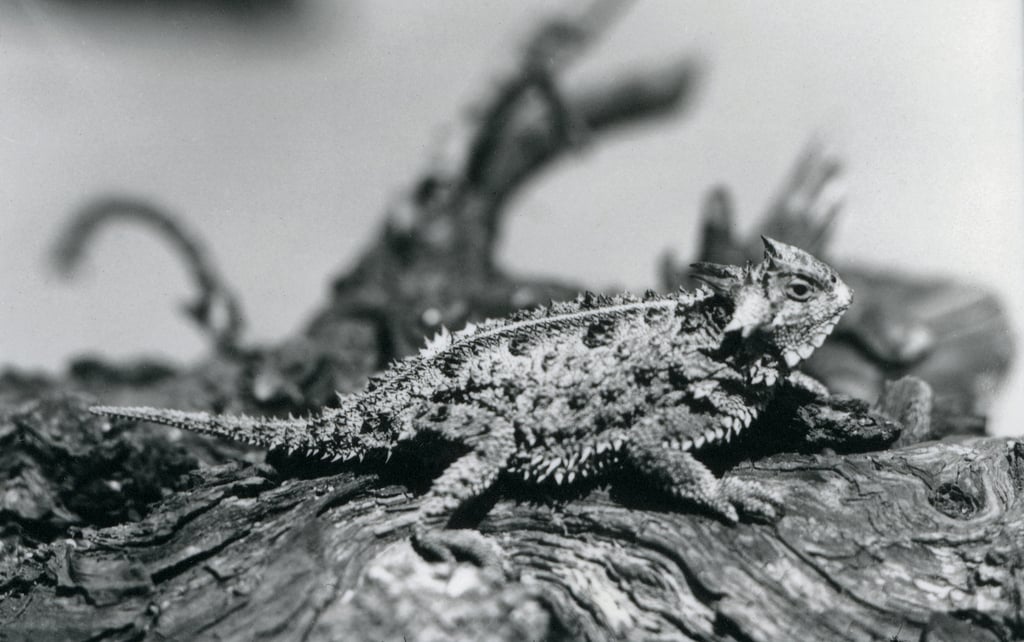 A Texas Horned Lizard/Horntoad/HornedToad/Horny Toad re... (#1064602)