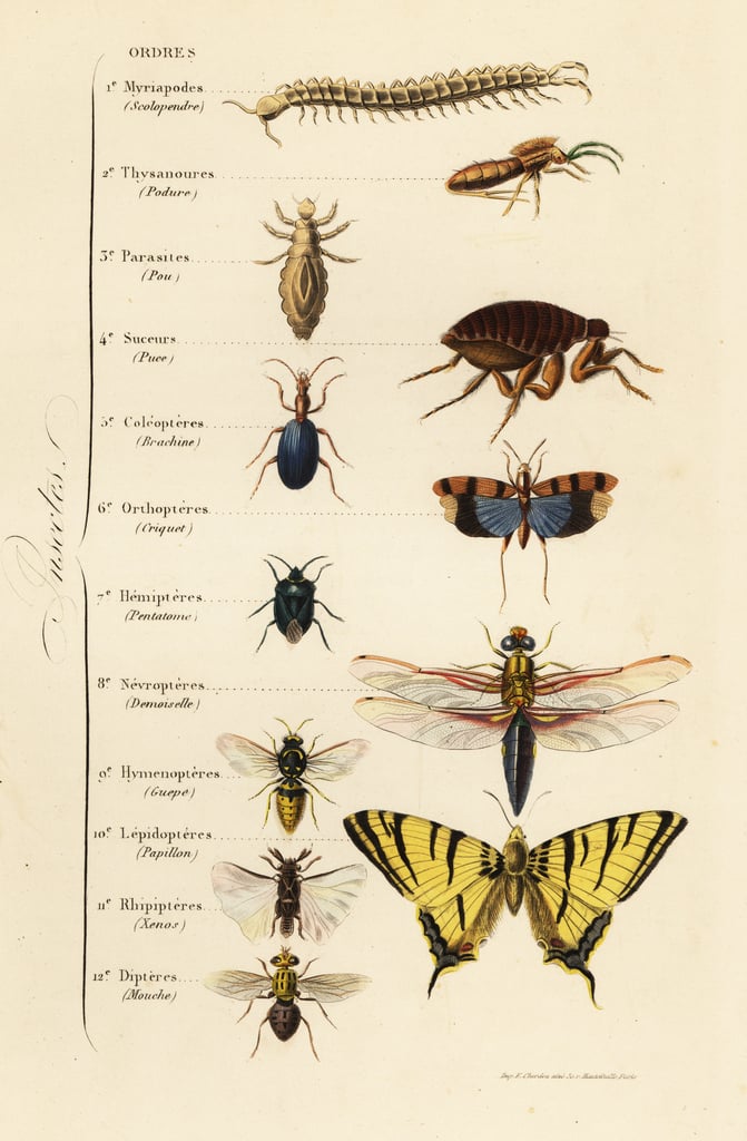 Orders of Insects by French School: Buy fine art print