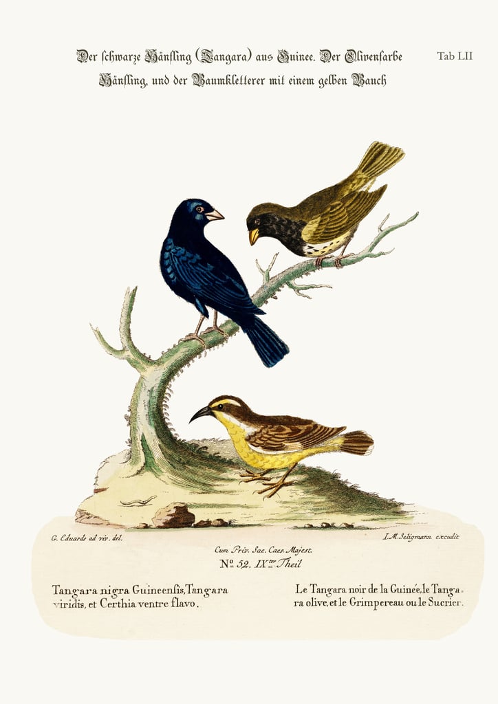 The Black Linnet, the Olive-coloured Linnet, and the Yellow-bellied ...