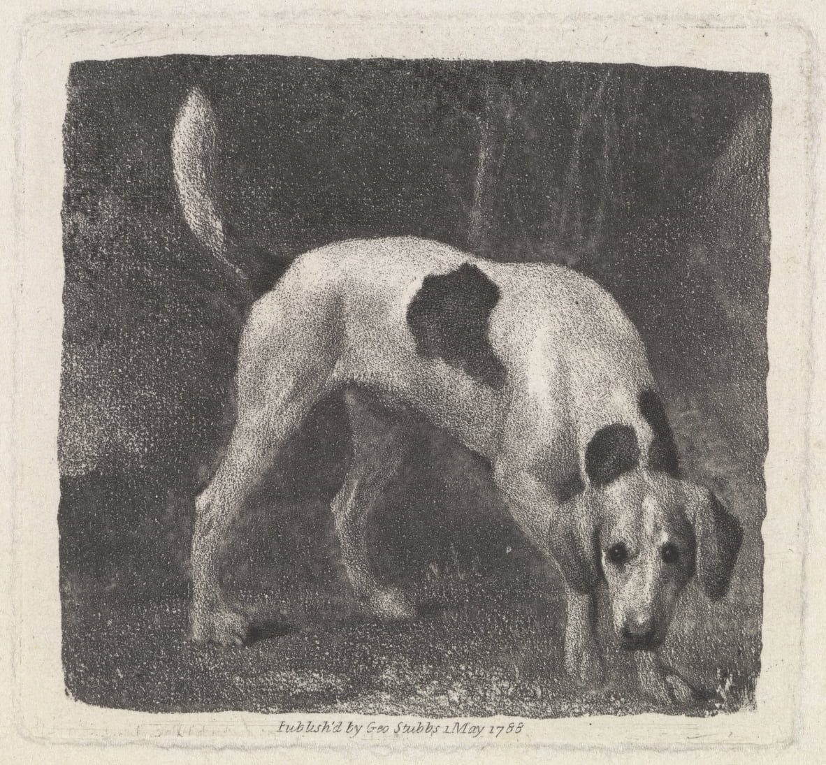 Dog [A Foxhound on the Scent] by George Stubbs