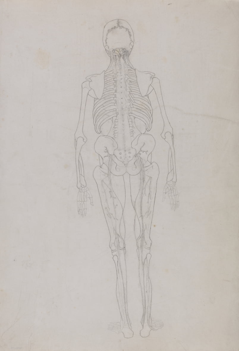 Human Figure, Posterior View (Outline drawing for a key figure showing ...