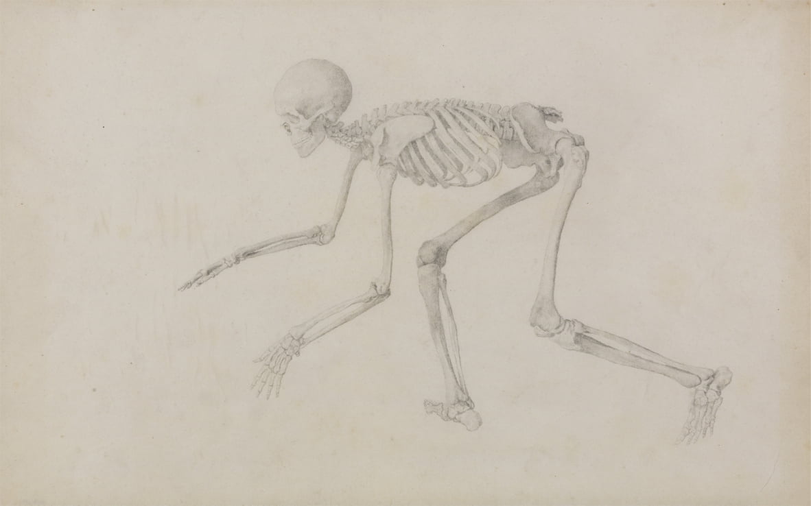Human Skeleton, Lateral View (in Crawling Posture; finished study for ...
