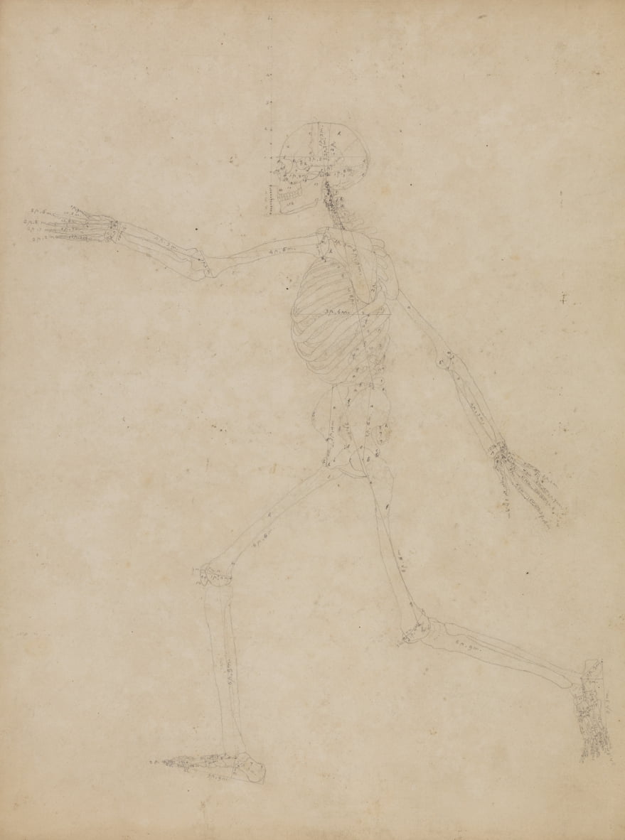 Human Skeleton, Lateral View by George Stubbs