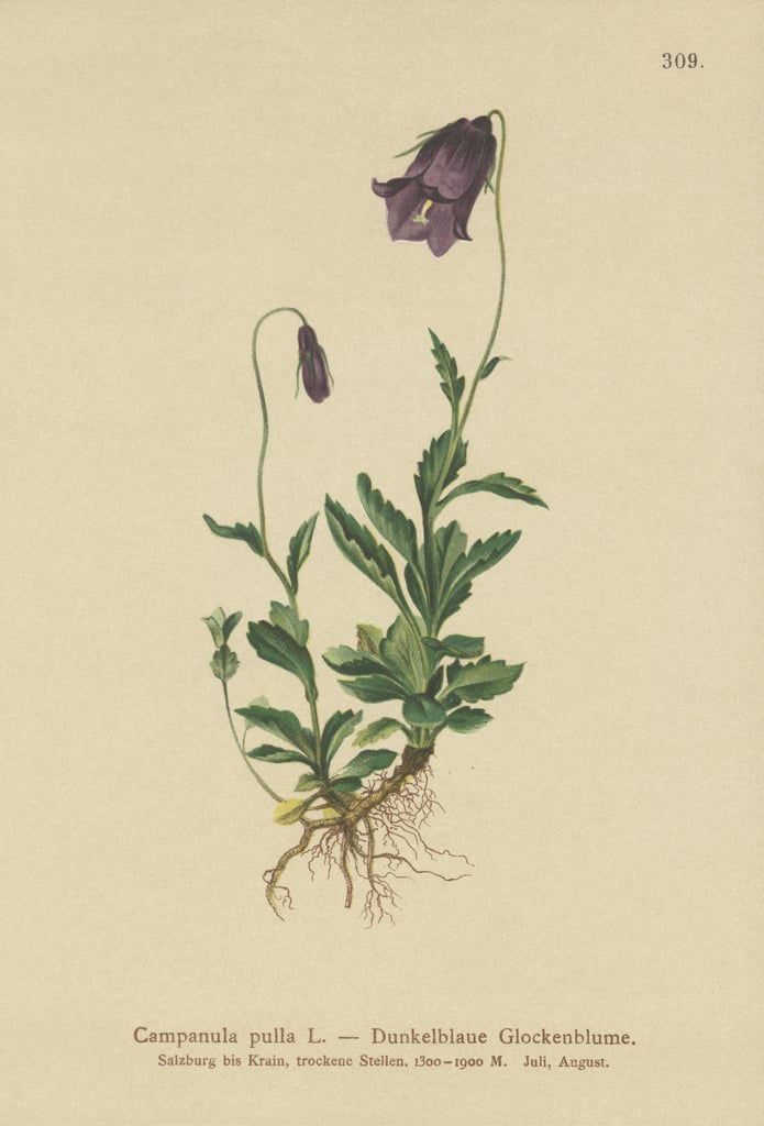 Austrian Bellflower (Campanula pulla) by German School