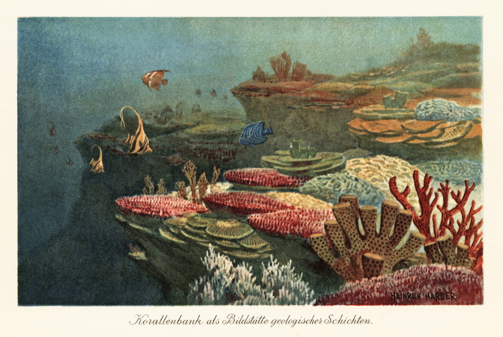 Ancient coral reefs on the ocean floor. by Heinrich Harder