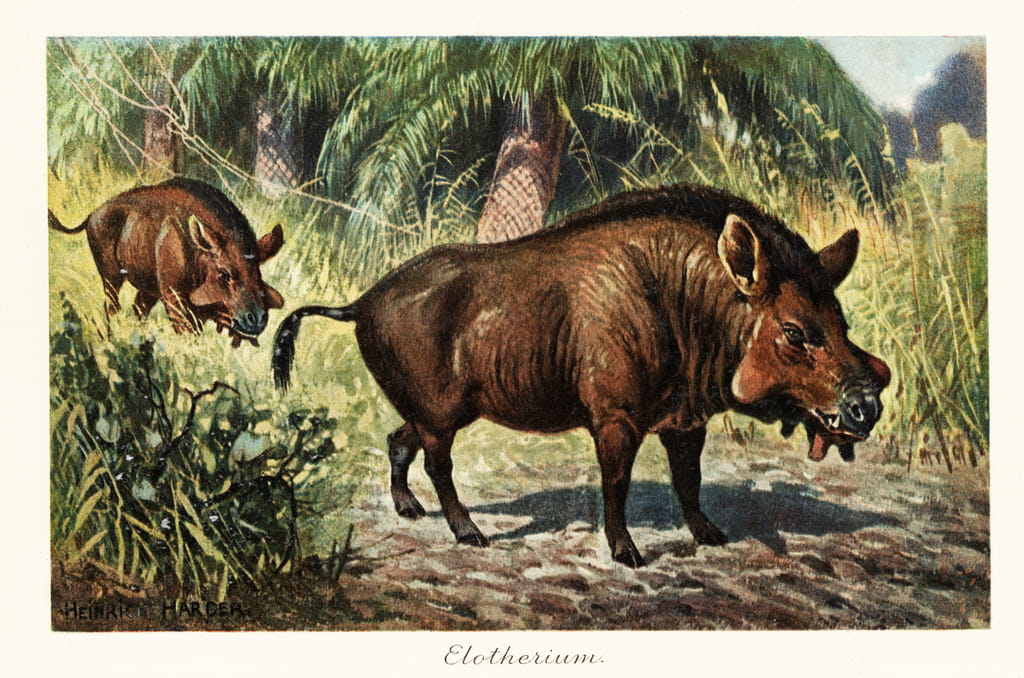 Entelodon, extinct genus of entelodont artiodactyl.,1908 (Print)