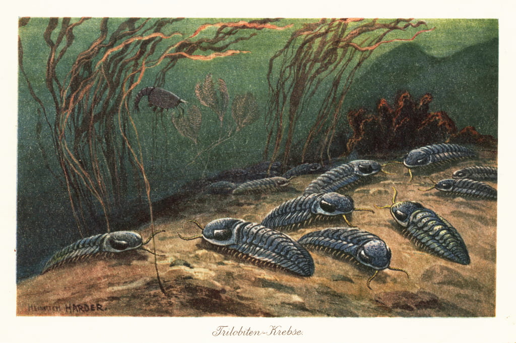 Extinct trilobites on the ocean floor. by Heinrich Harder