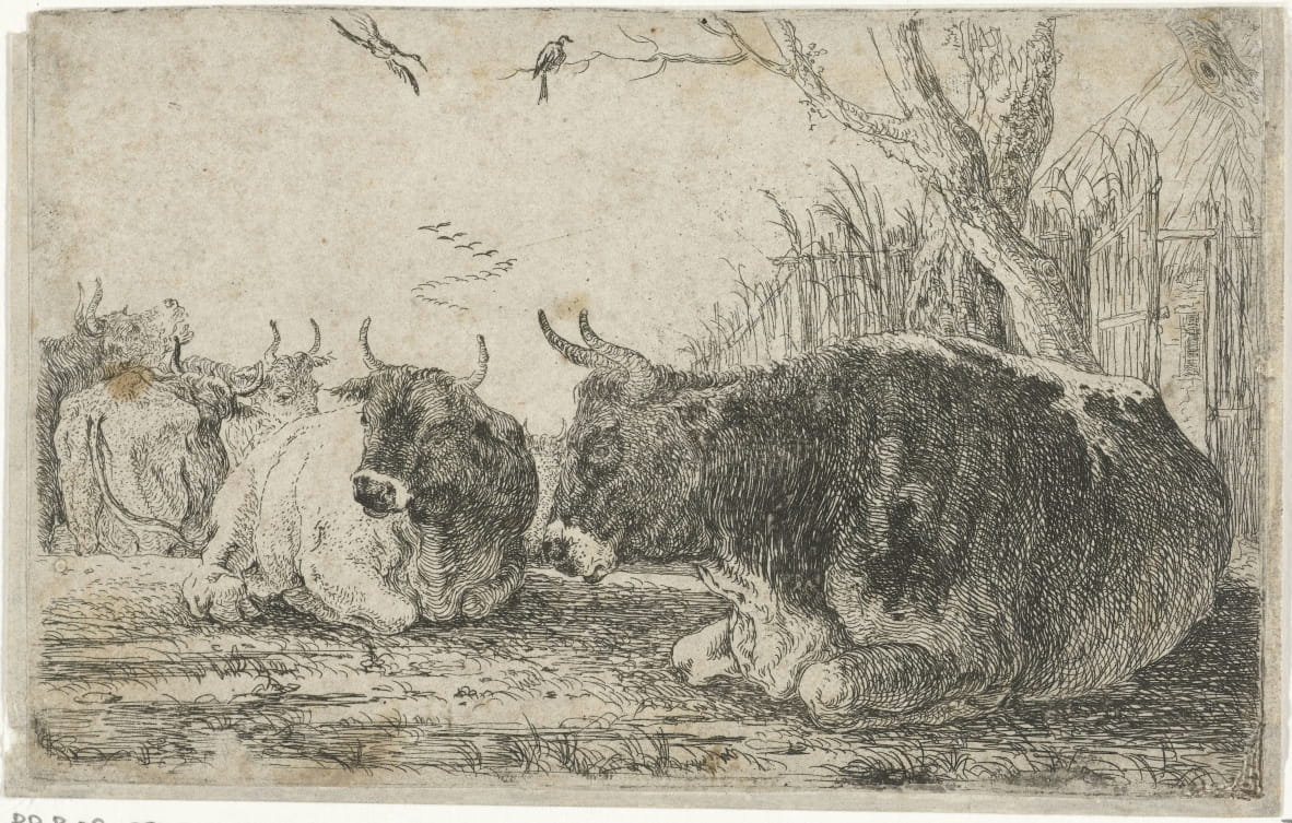Resting cows Animals (series title) Zoographiam (series title)
