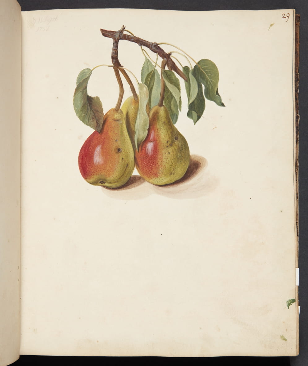 Study of bulbs by Johanna Fosie: Buy fine art print