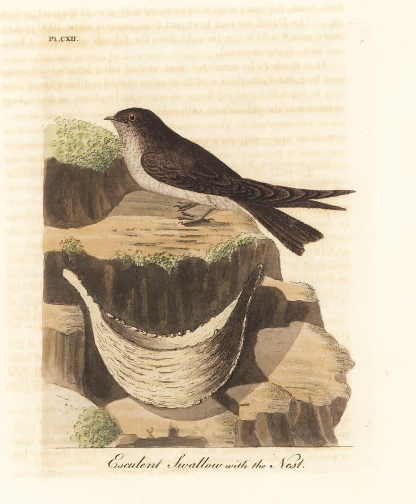 Edible-nest swiftlet, Aerodramus fuciphagus, and nest of saliva, used ...