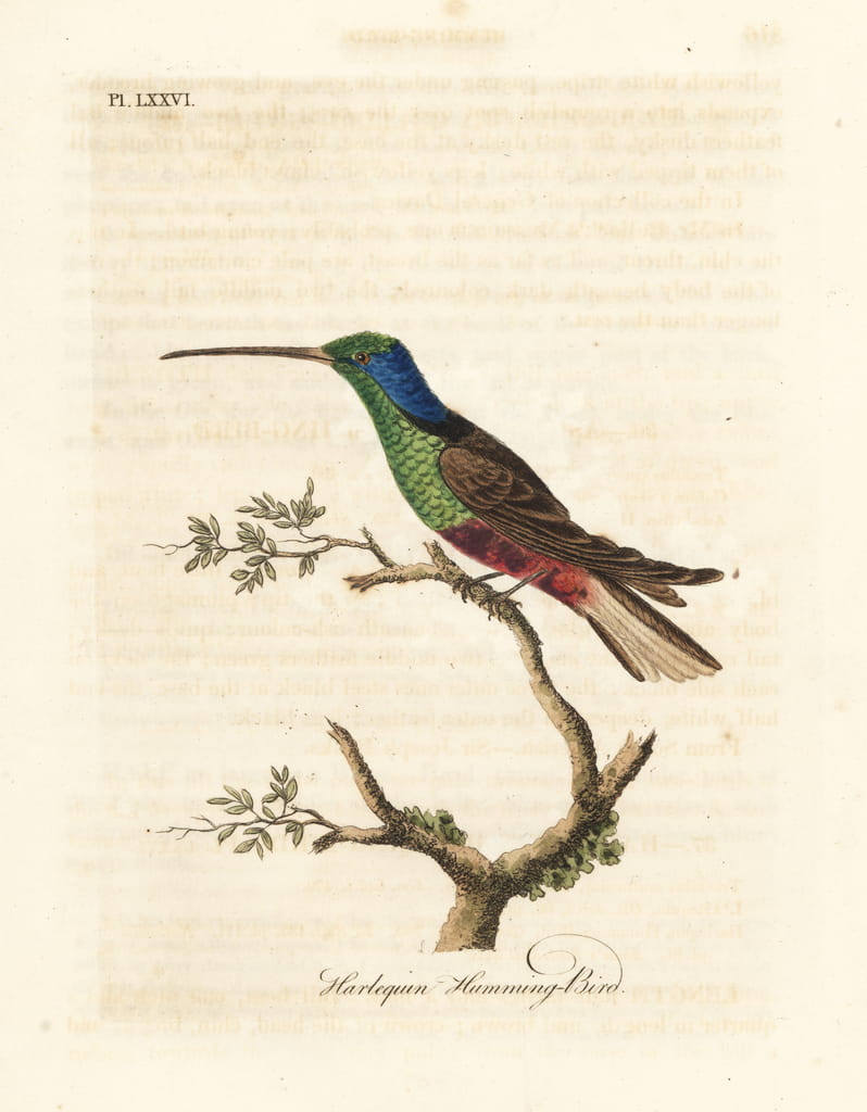 Harlequin hummingbird, Trochilus multicolor. Fabricated specimen in the ...