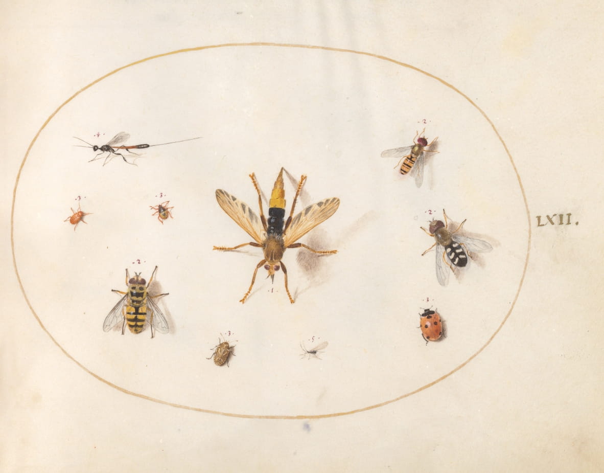 Plate 62: Ten Insects by Joris Hoefnagel: Fine art print