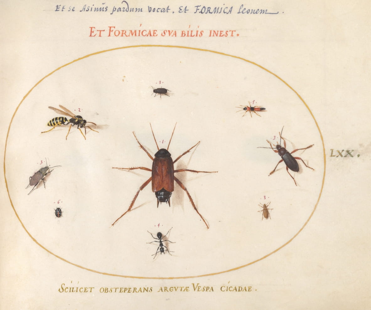 Plate 70: A Roach Surrounded by Insects by Joris Hoefnagel