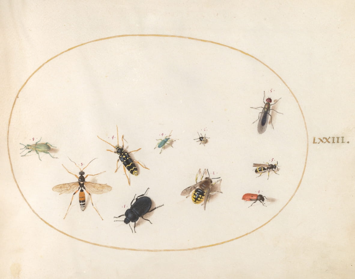 Plate 73: Ten Insects by Joris Hoefnagel: Fine art print