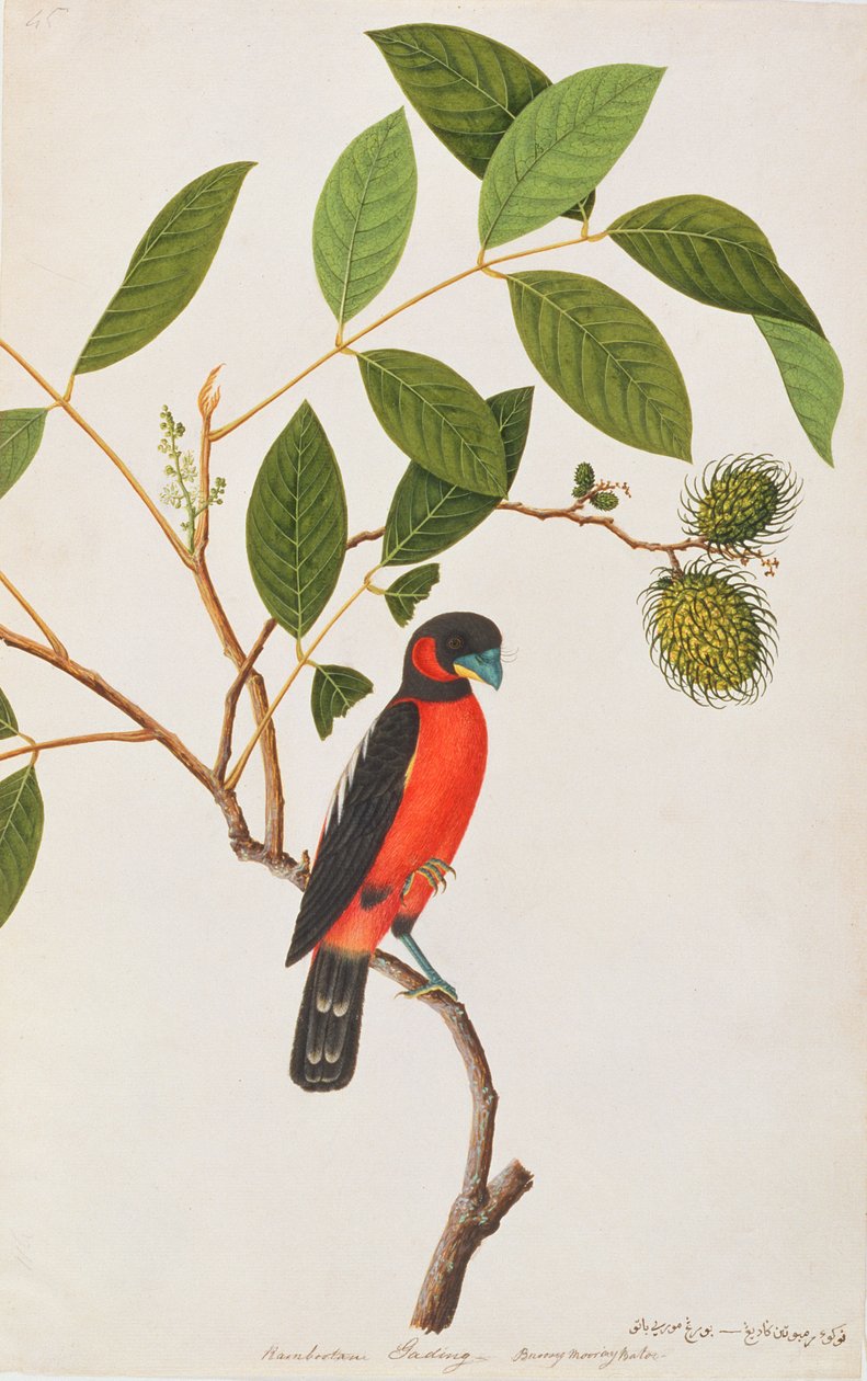 Black-and-red Broadbill, from Drawings of Birds from Malacca, c.1805-18