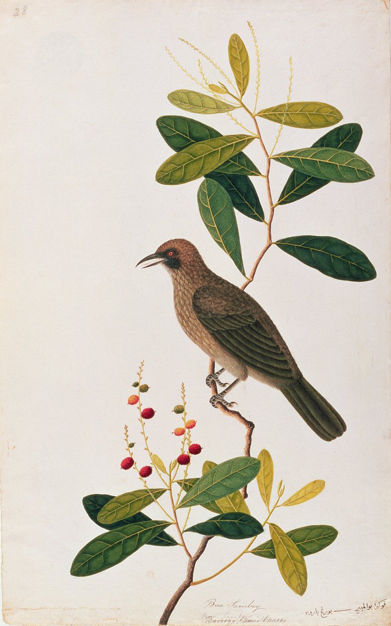 Bua Sambey, Boorong Baroo Baroo, from Drawings of Birds from Malacca