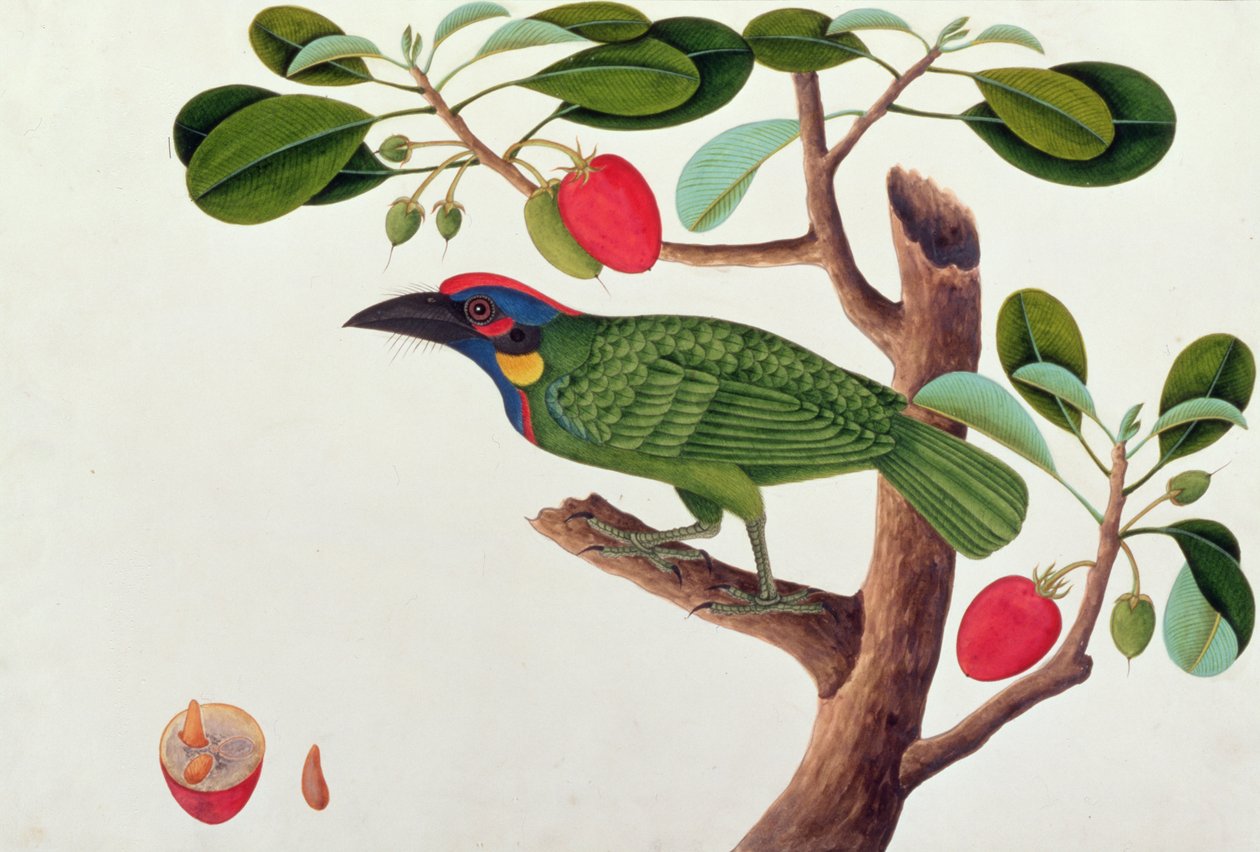 Exotic Bird, from Drawings of Birds from Malacca, c.1805-18