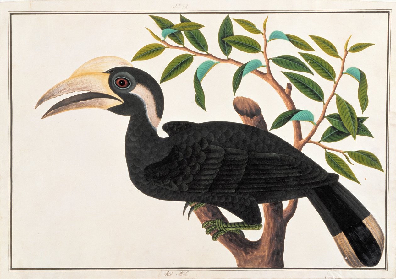 Ke-ke, from Drawings of Birds from Malacca, c.1805-18
