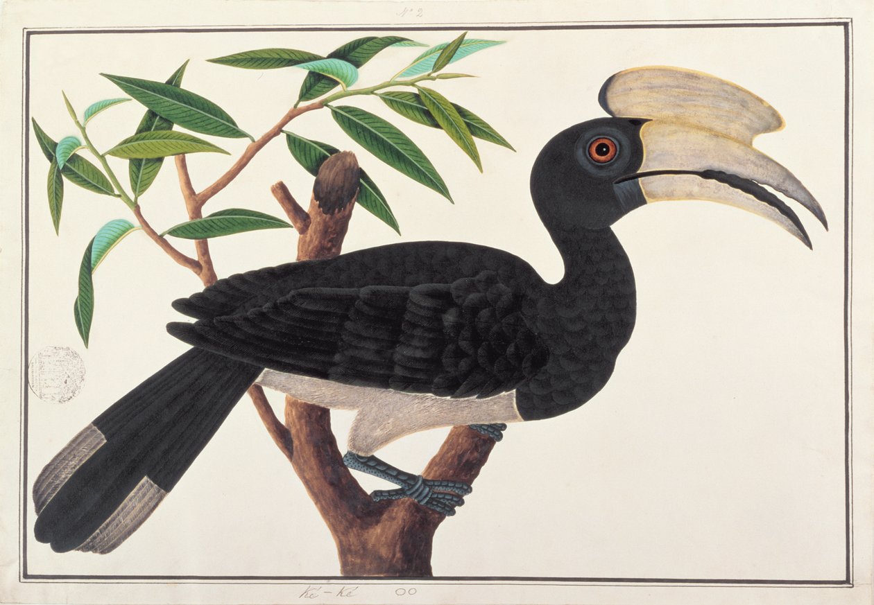 Ke-ke, from Drawings of Birds from Malacca, c.1805-18