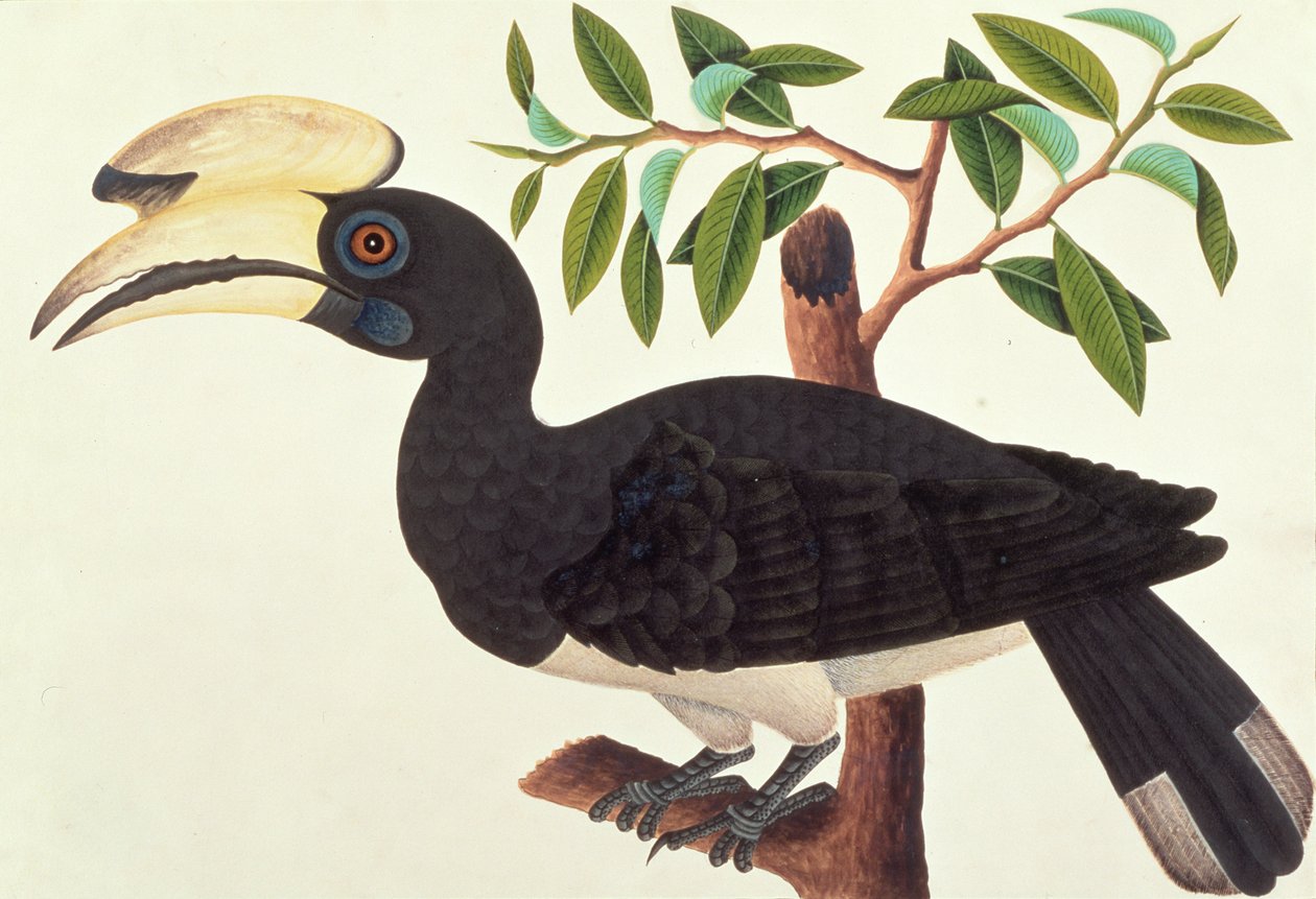 Ke-ke, from Drawings of Birds from Malacca by Chinese School