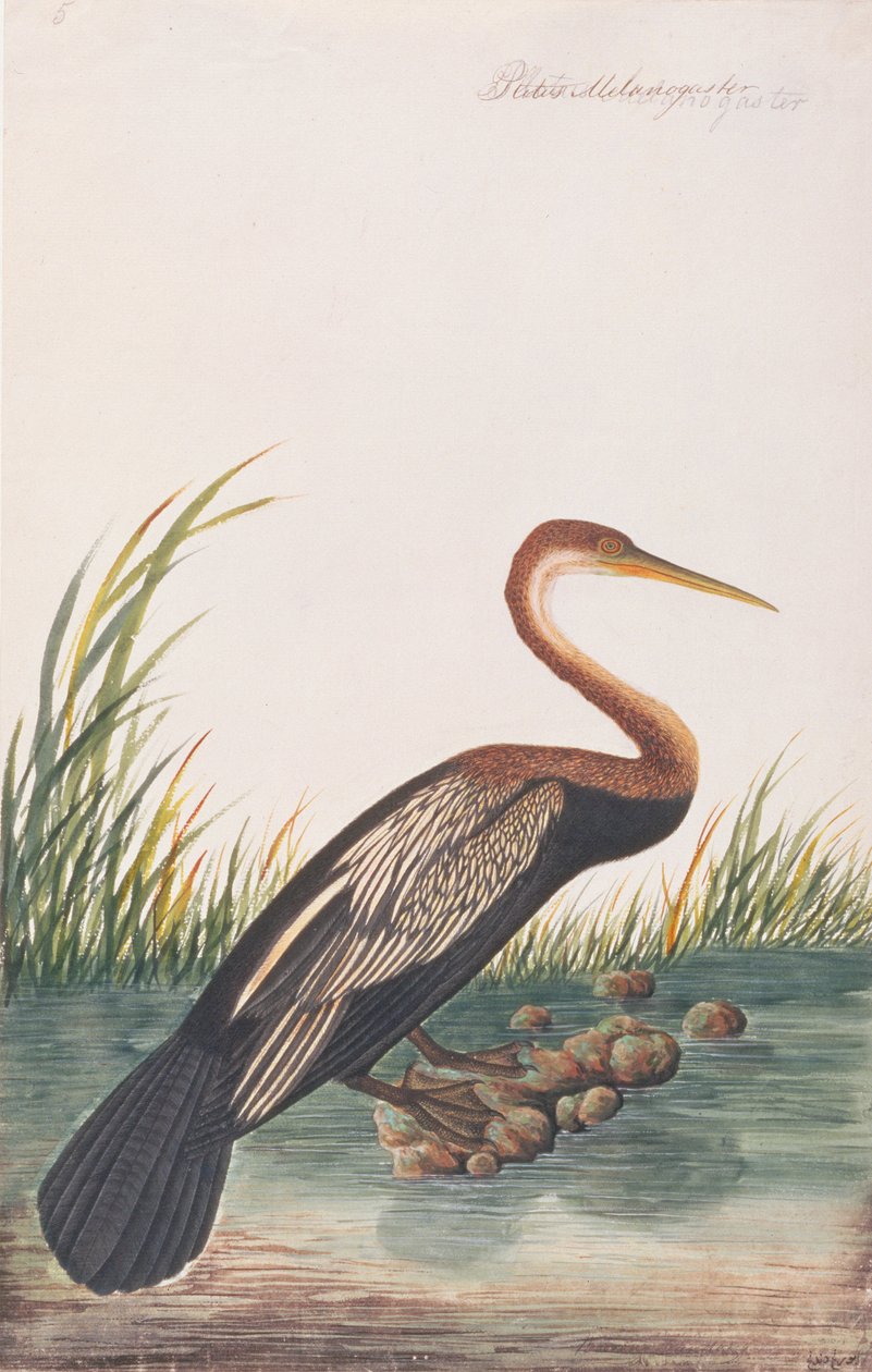 Oriental Darter, from Drawings of Birds from Malacca, c.1805-18