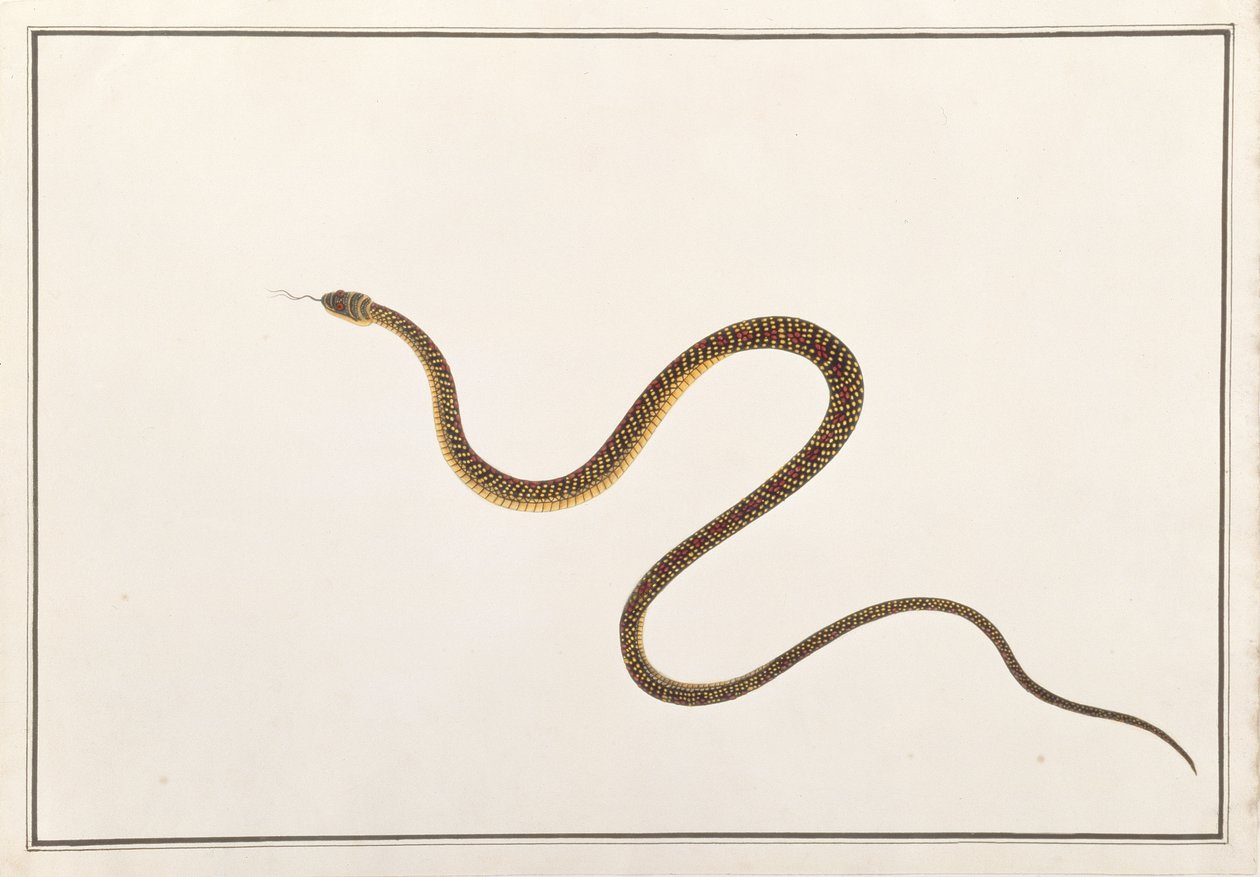 Snake, from Drawings of Animals, Insects and Reptiles from Malacca