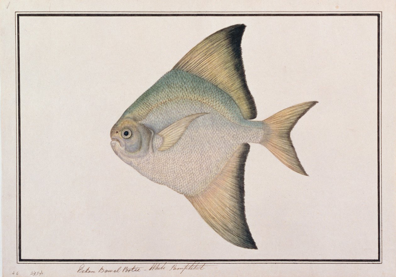White Pomfret, from Drawings of Fishes from Malacca, c.1805-18