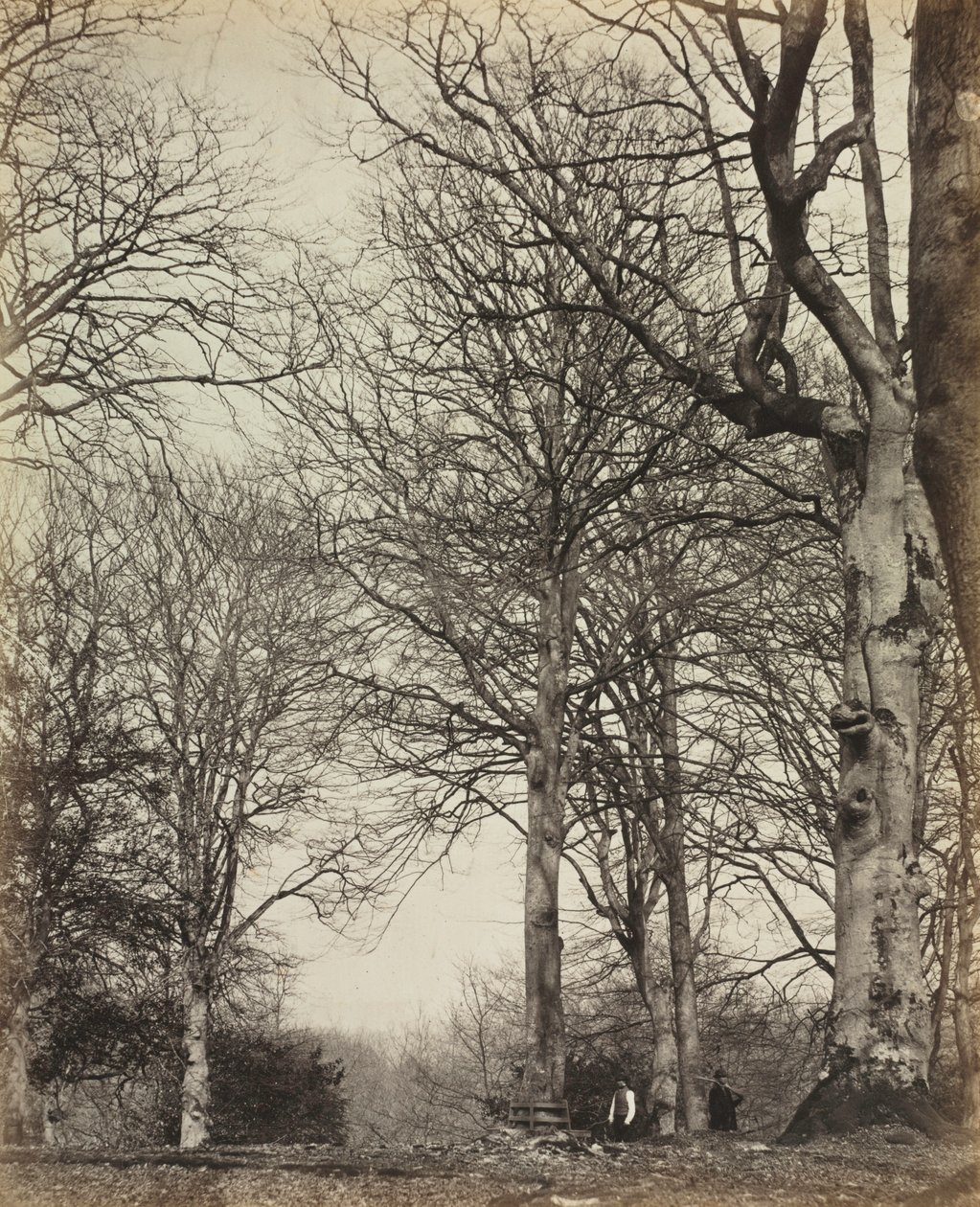 Queen Adelaide's Beech