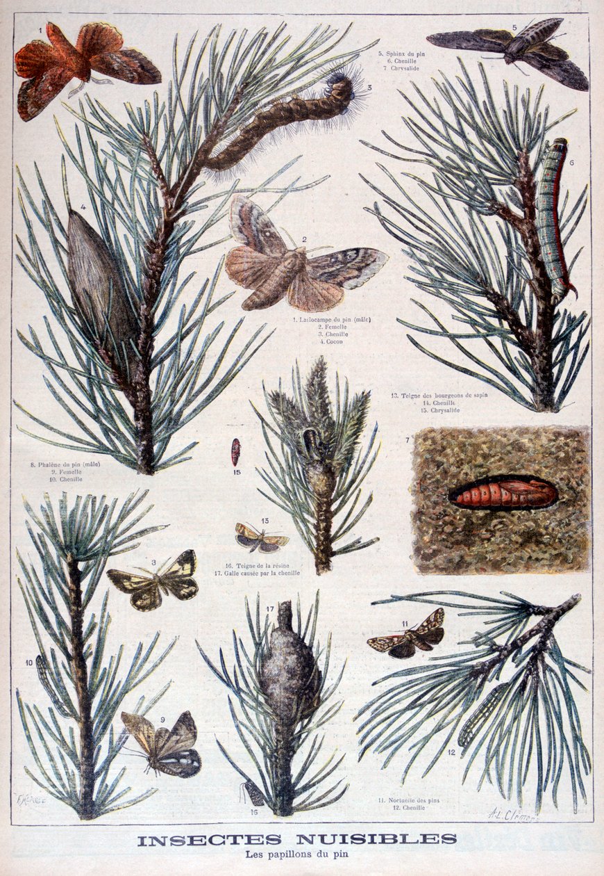 Harmful insects: butterflies and moths that damage pine trees, 1897