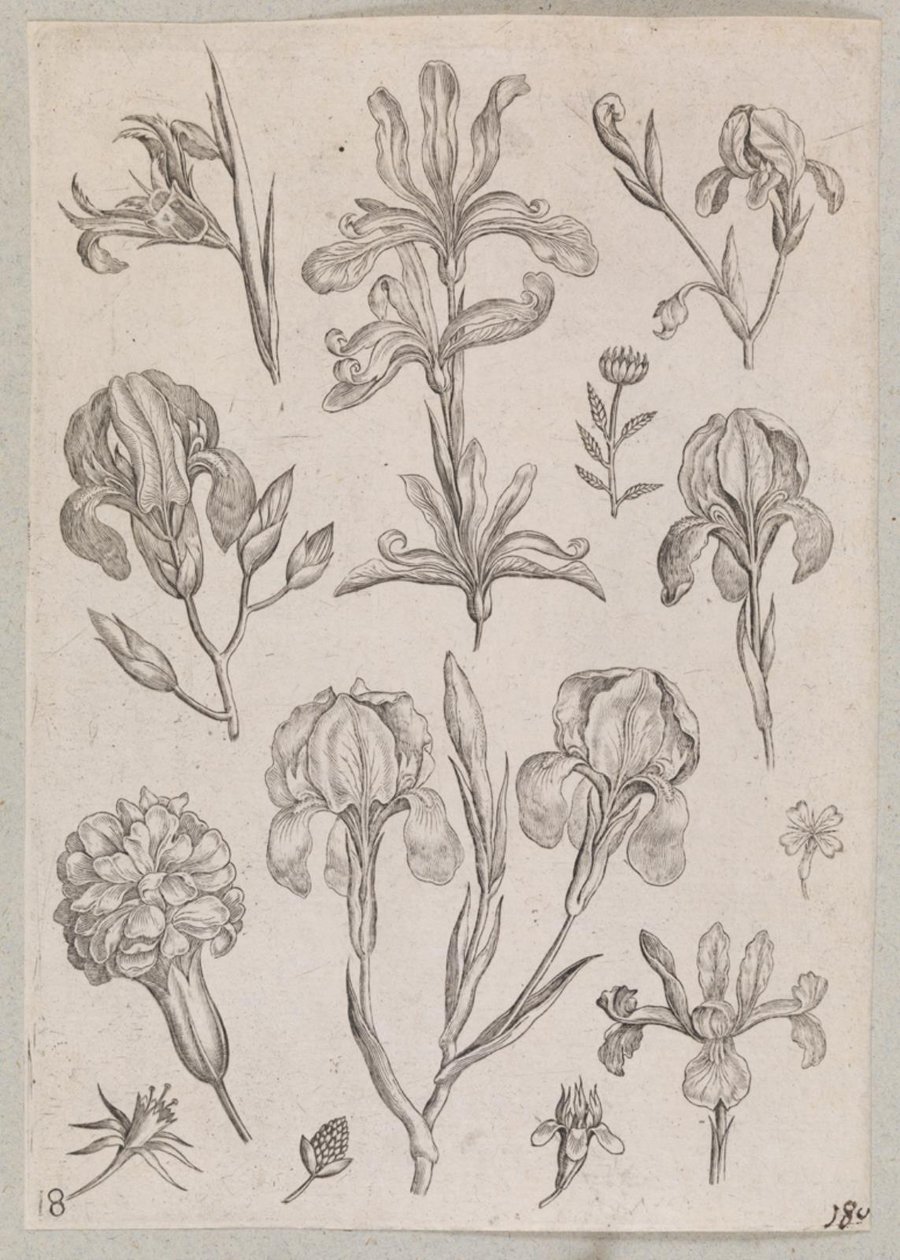 Irises by Adriaen Collaert: Highest-quality art reproduction