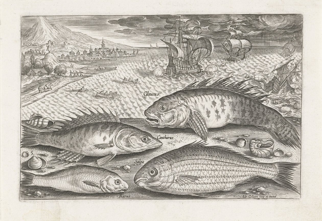 Four Fish on the Beach by Adriaen Collaert: Fine art print