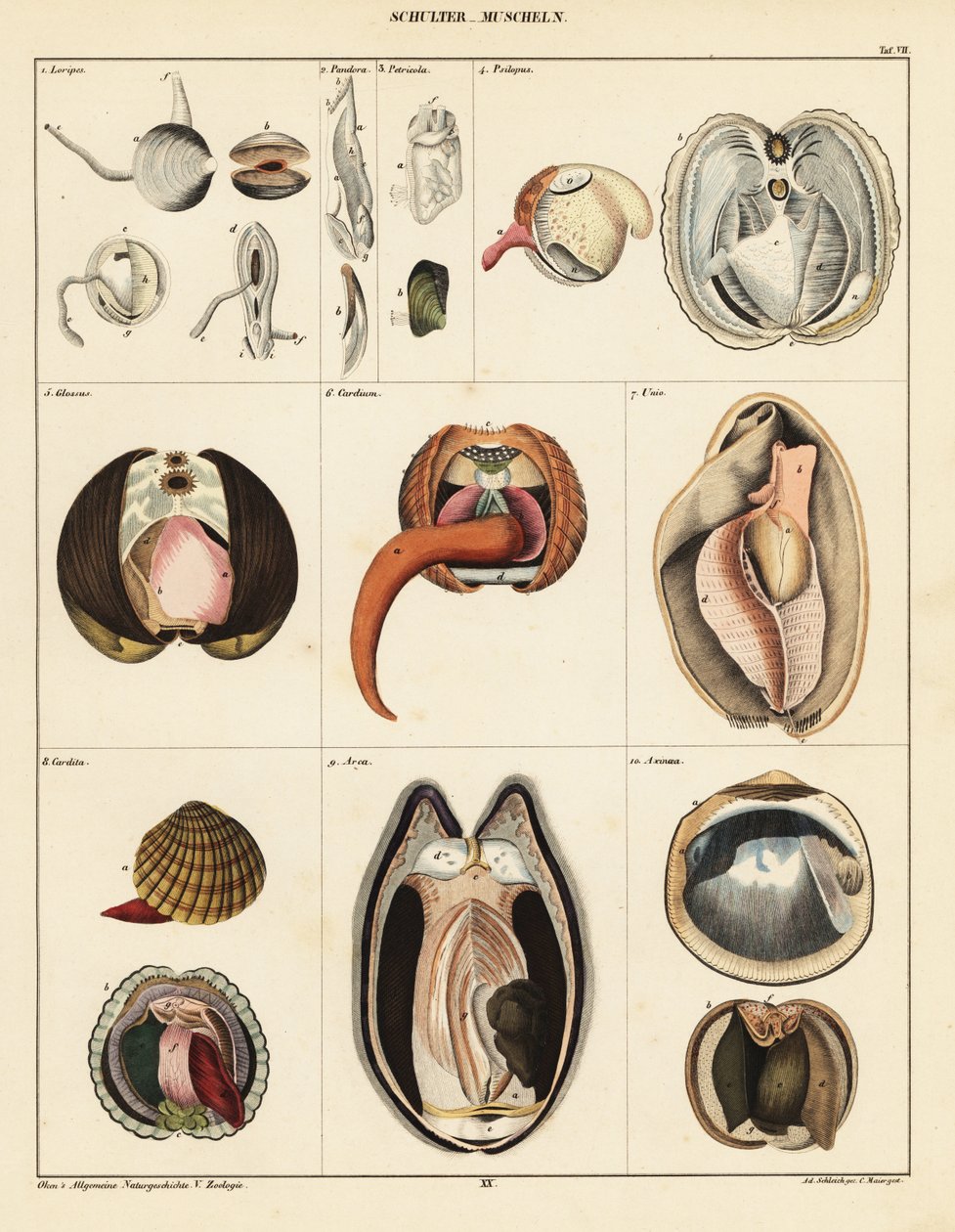 Anatomy of Bivalve Molluscs by Adrian Schleich