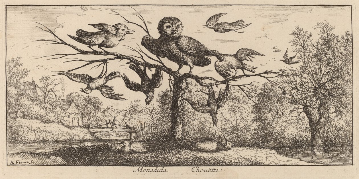 Monedula, The Owl by Albert Flamen: Buy fine art print