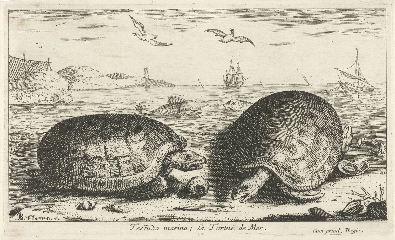Two Turtles on the Beach by Albert Flamen: Fine art print