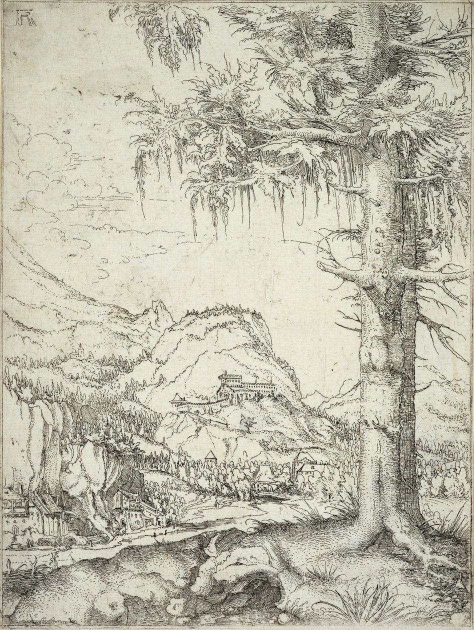 The Large Spruce by Albrecht Altdorfer: Buy fine art print