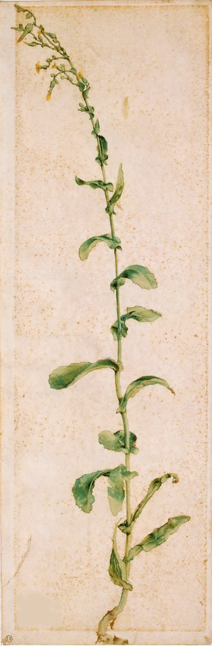 A Tobacco Plant by Albrecht Dürer: Premium art reproduction