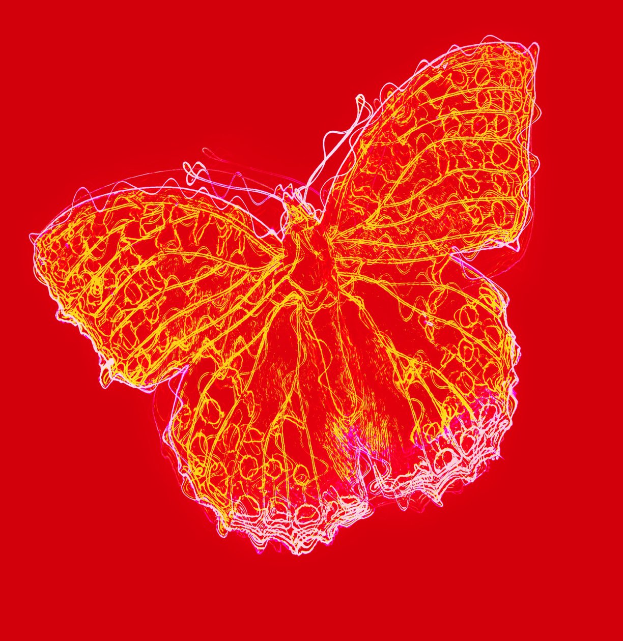 Butterfly III by Alex Caminker: Buy fine art print