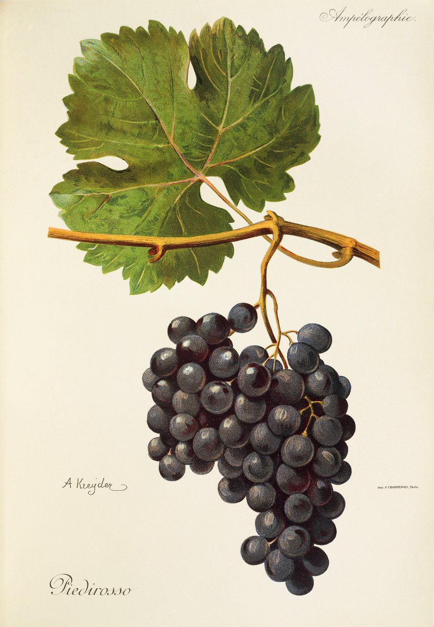 Piedirosso grape by Alexis Kreyder: Buy fine art print