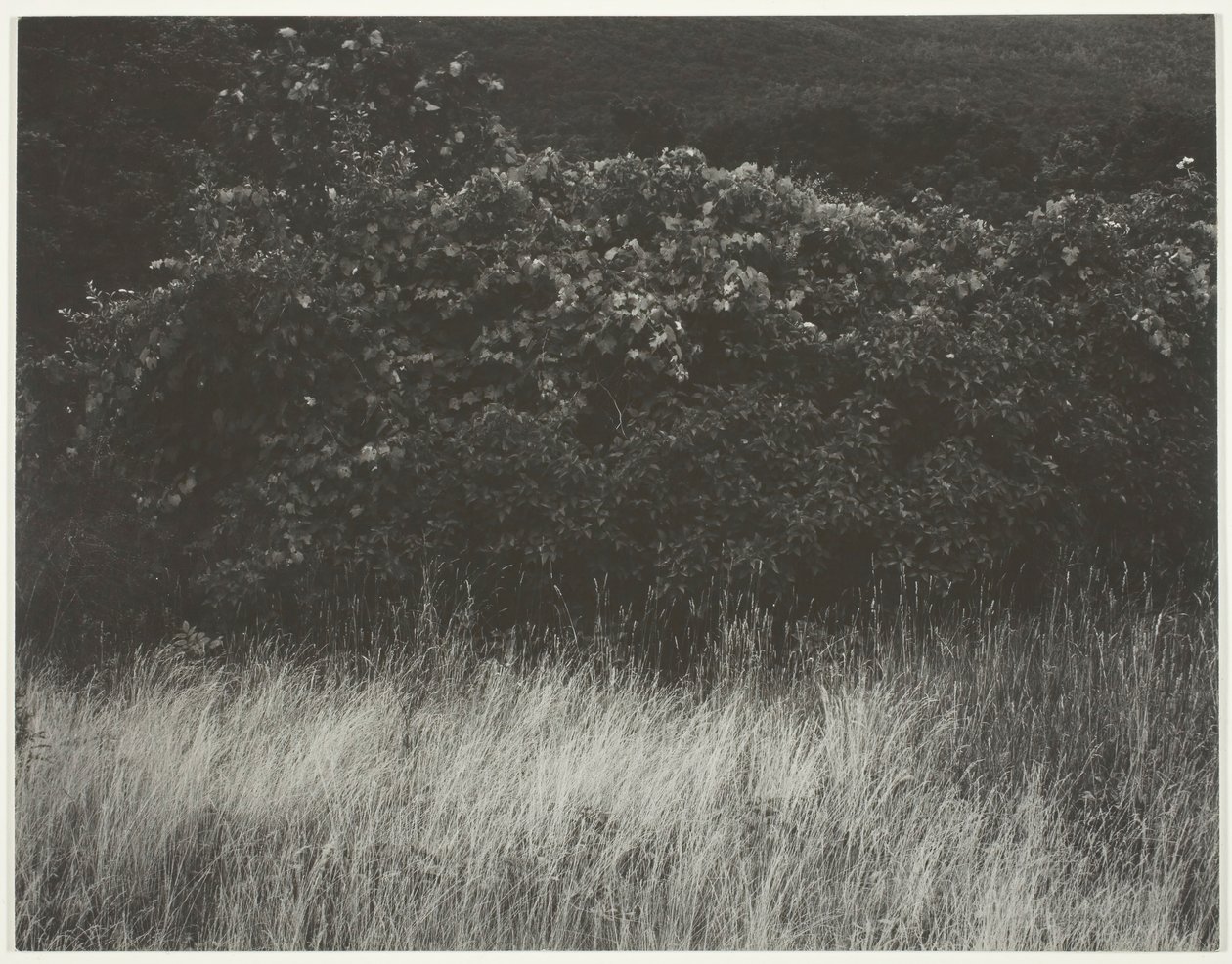 Hedge and Grasses - Lake George by Alfred Stieglitz